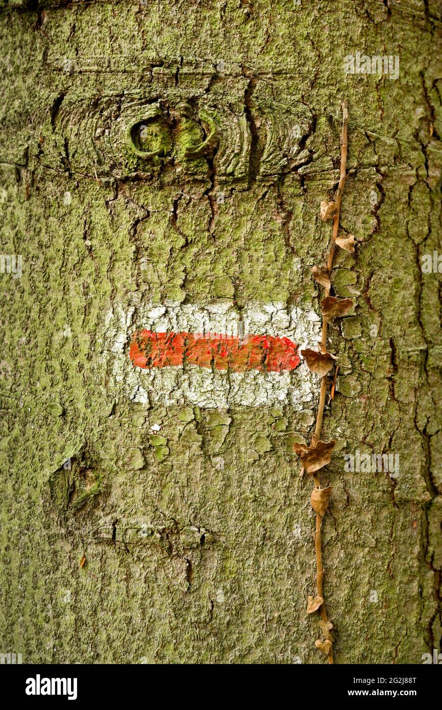 Marker tree hi-res stock photography and images - Alamy