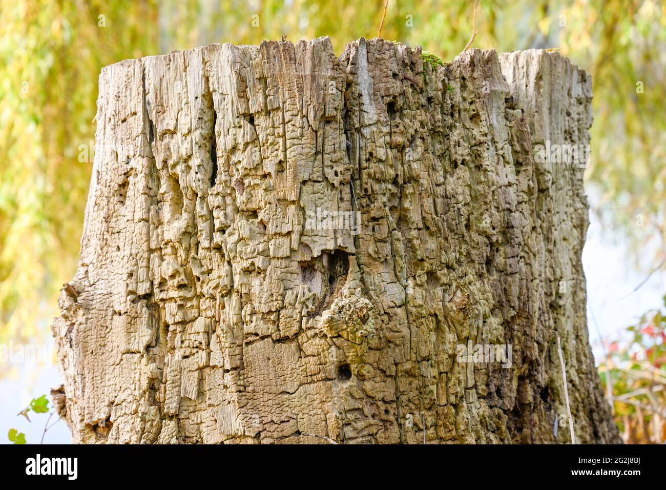 Old dilapidated tree stump hi-res stock photography and images - Alamy