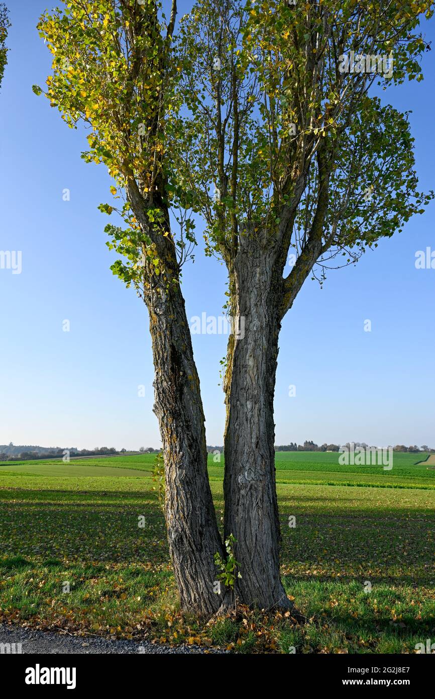 Double trunk of a poplar hi-res stock photography and images - Alamy