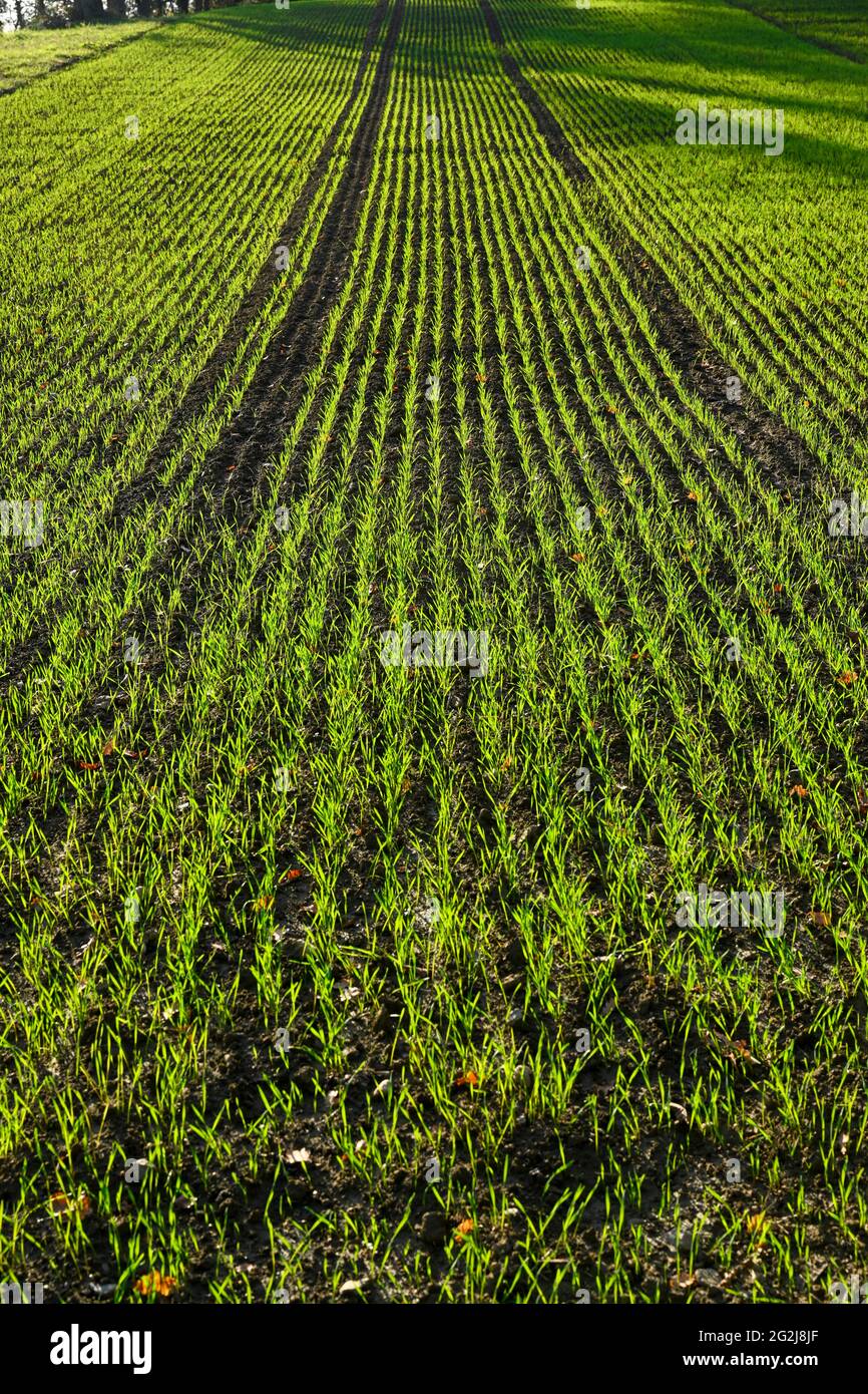 Field of sowing hi-res stock photography and images - Alamy