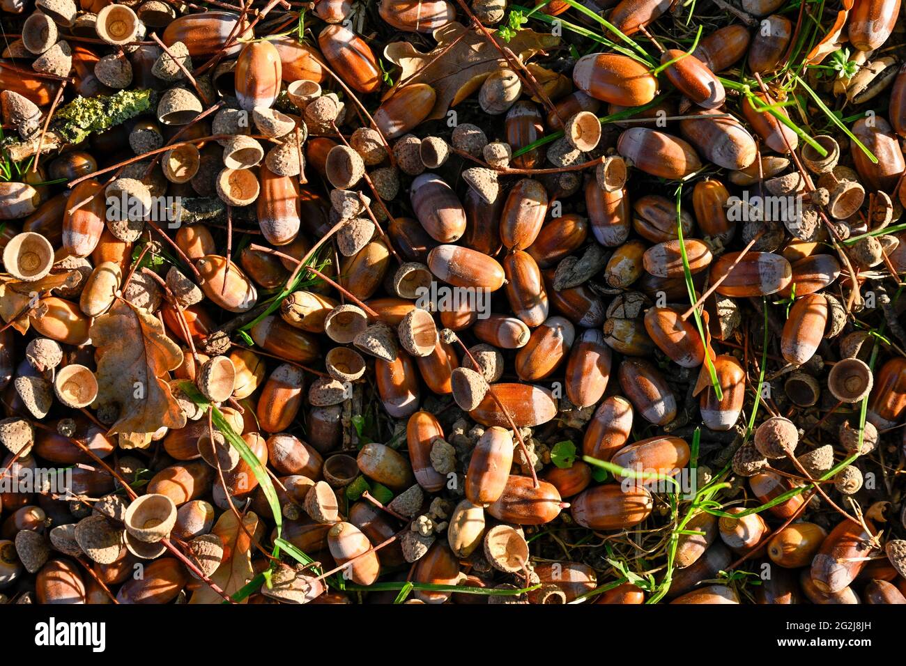 Oak tree kernels hi-res stock photography and images - Alamy