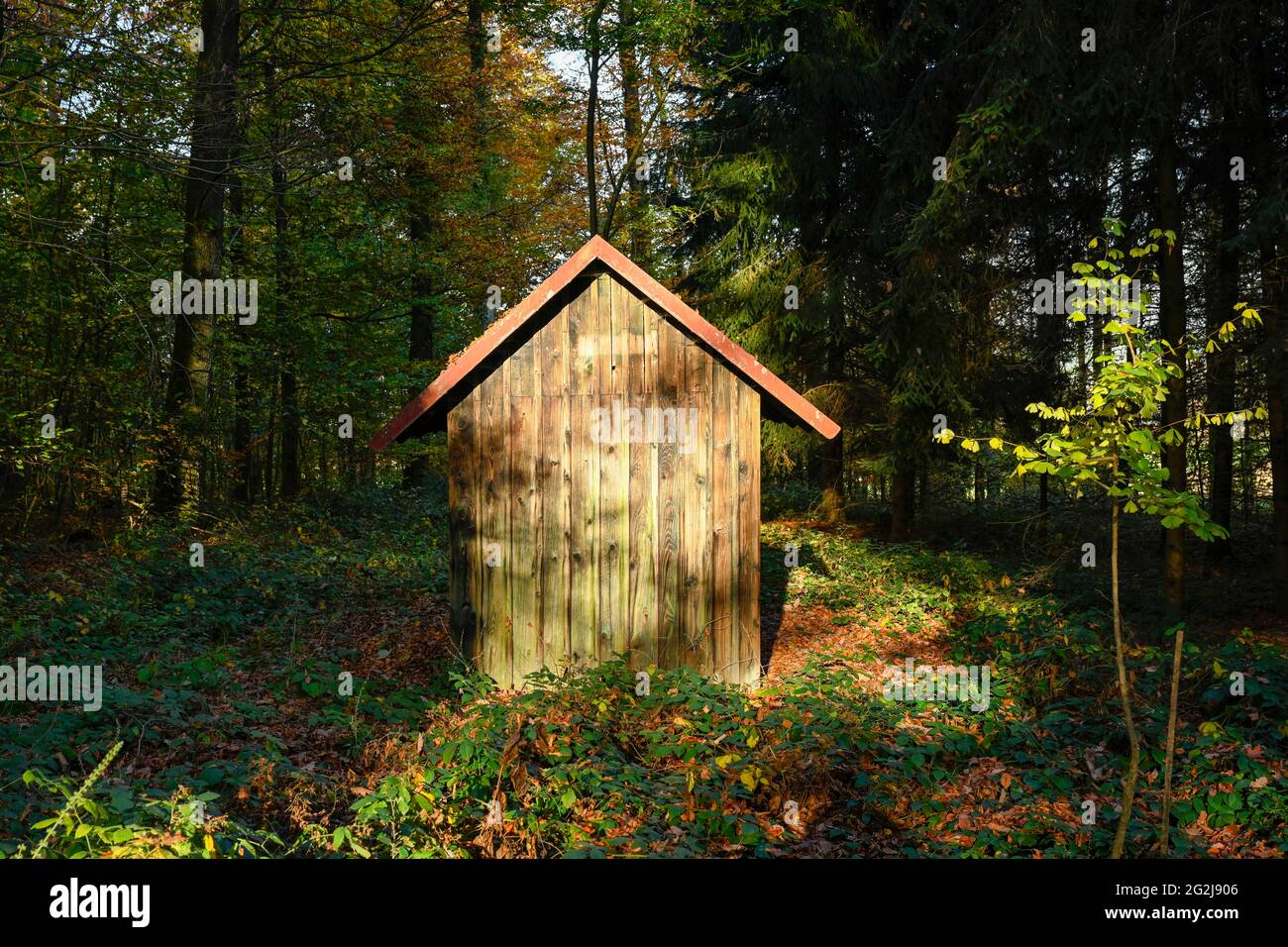 Wooden cottage in the forest hi-res stock photography and images - Alamy