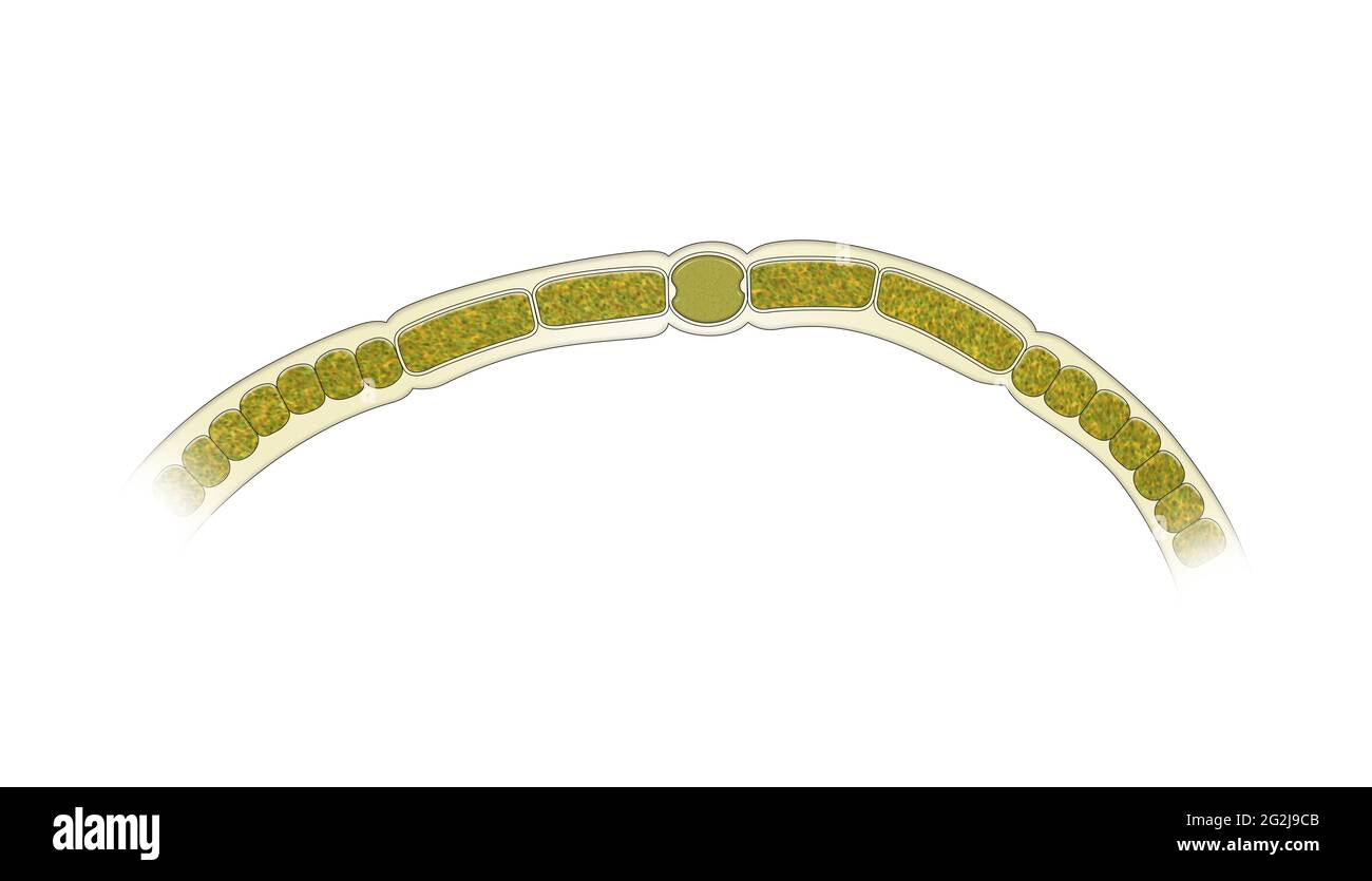 Anabaena cyanobacteria hi-res stock photography and images - Alamy