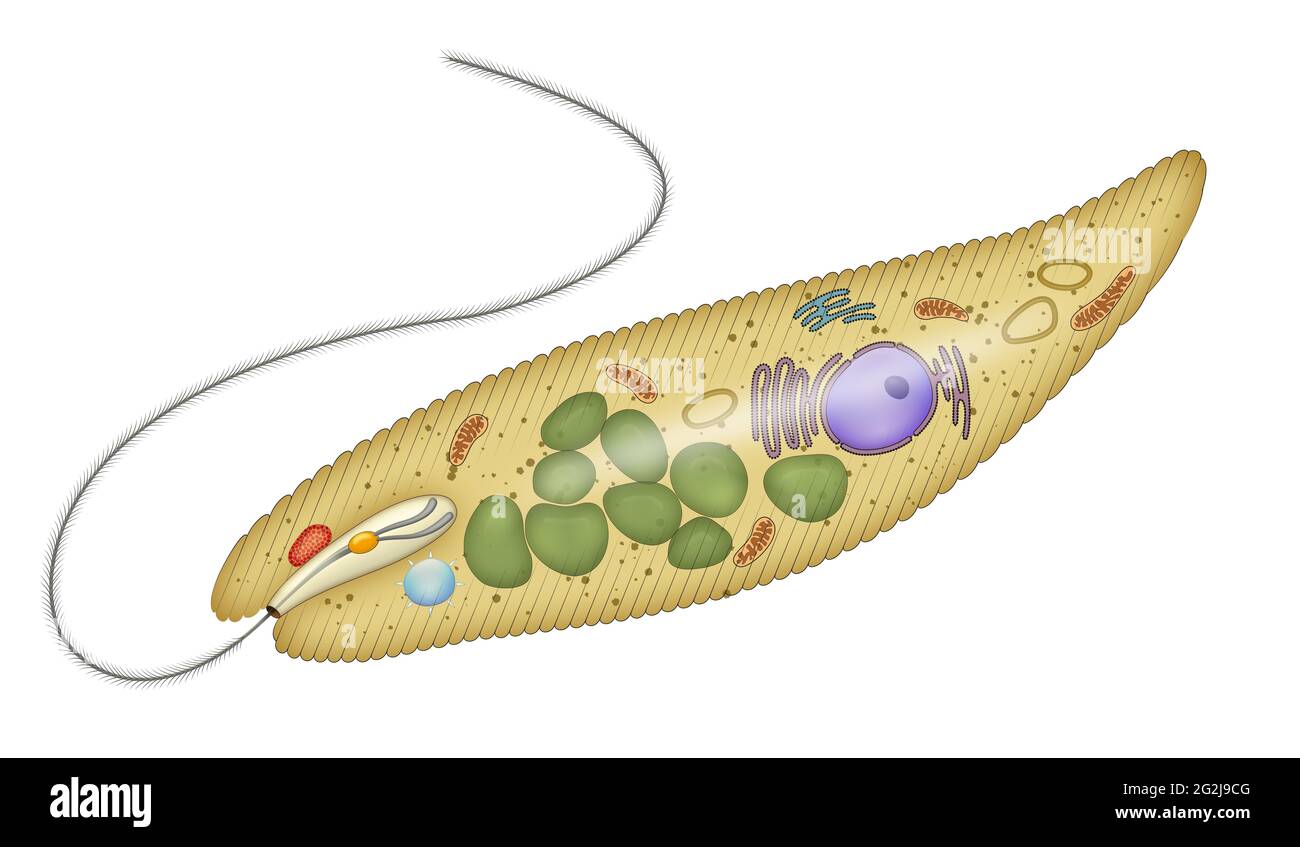 Euglena is a genus of single cell flagellate eukaryotes Stock Photo - Alamy