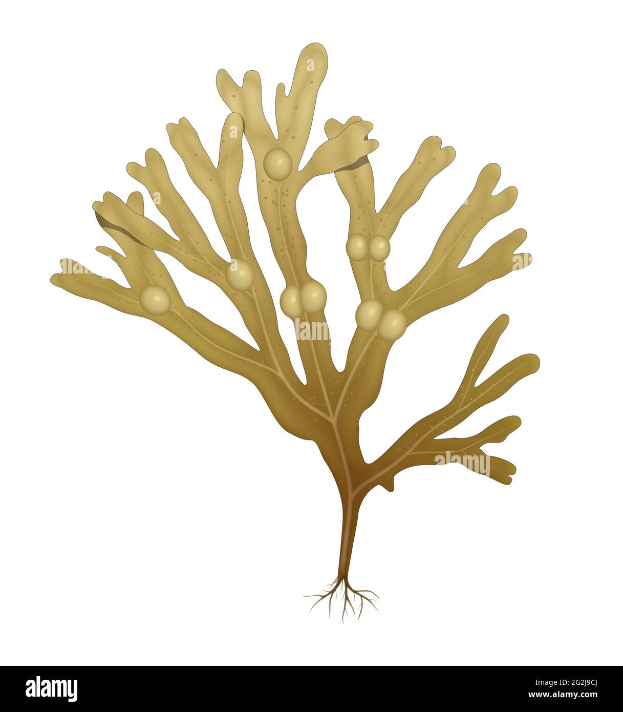 Brown algae beach Cut Out Stock Images & Pictures - Alamy