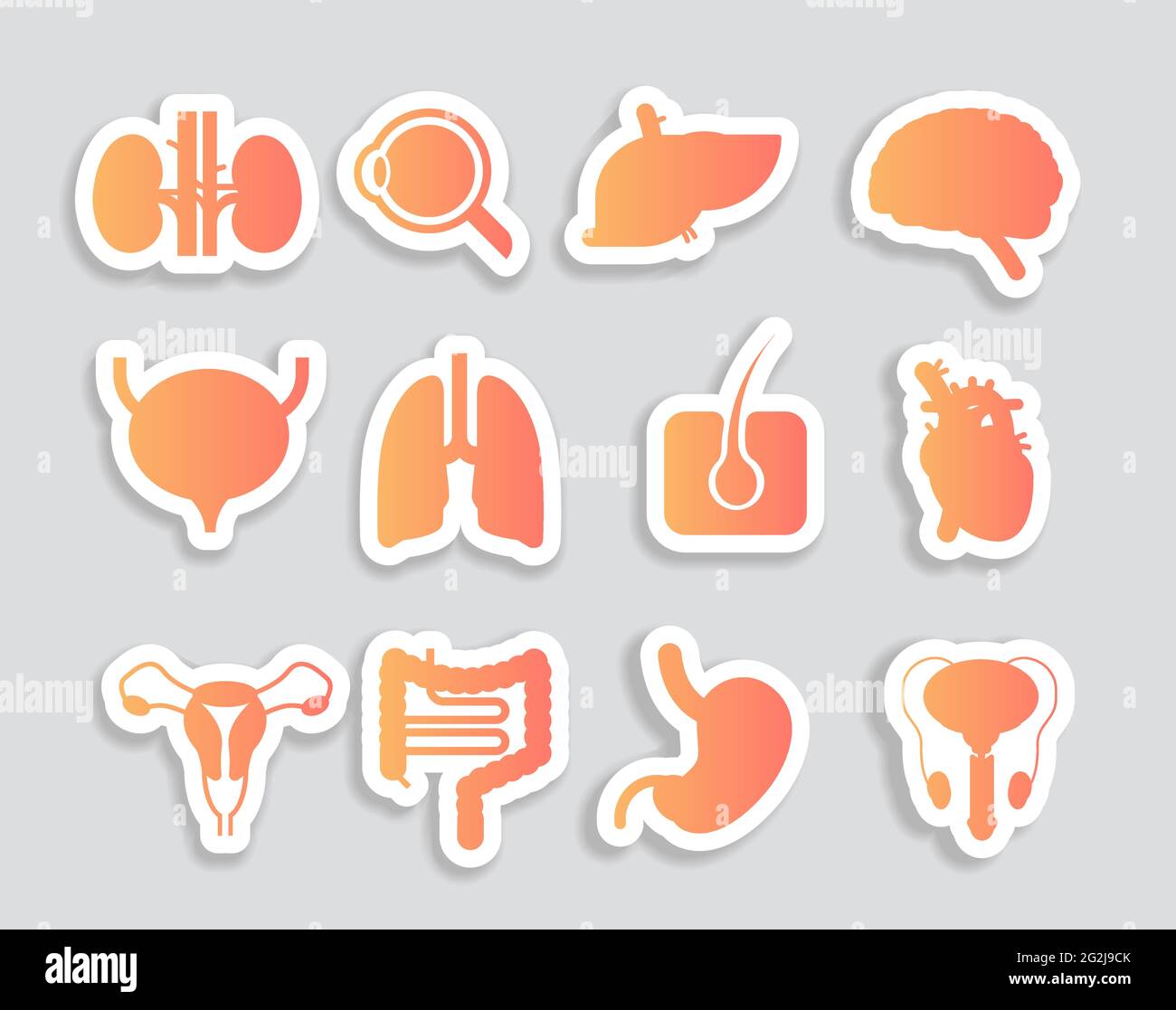 set human internal organs anatomical stomach liver kidneys lungs heart ...