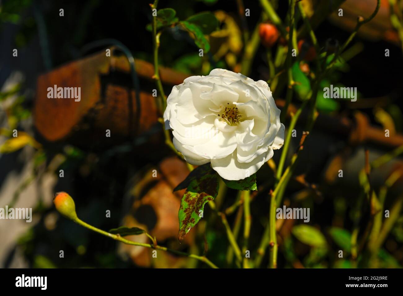 Neglected appearance hi-res stock photography and images - Alamy