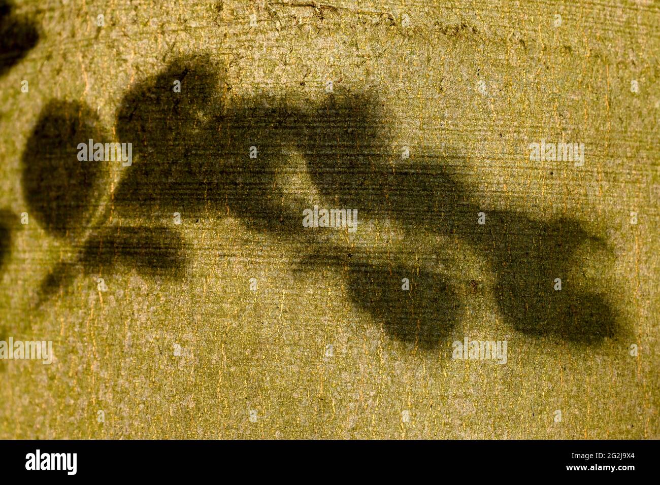 Shadows cast by leaves on a tree trunk Stock Photo - Alamy