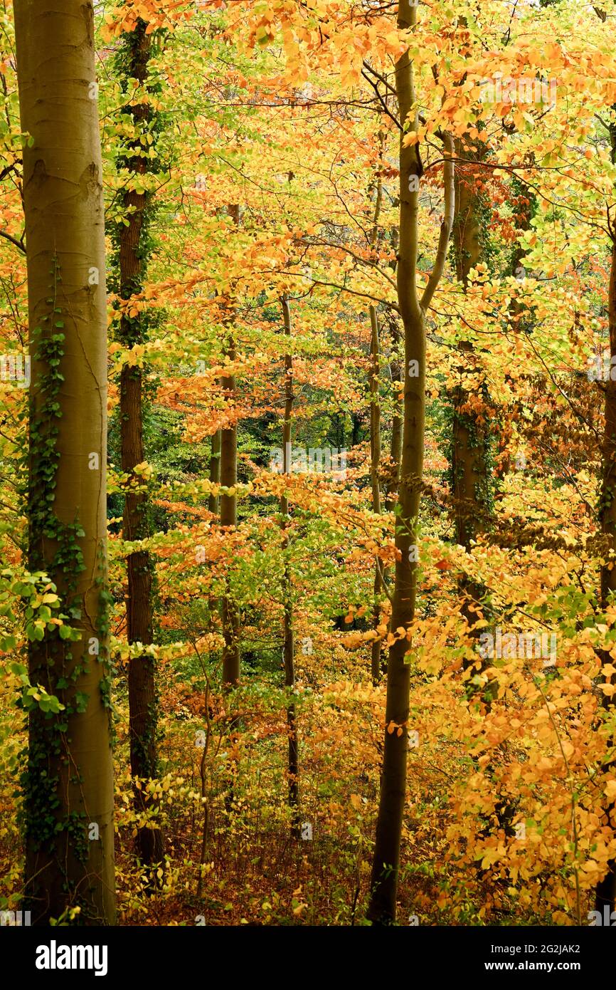 Golden October in the forest Stock Photo - Alamy