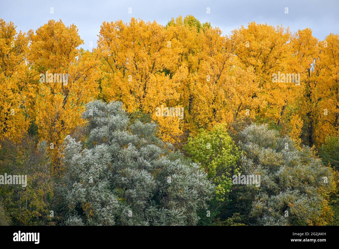 Fall colors in October Stock Photo - Alamy