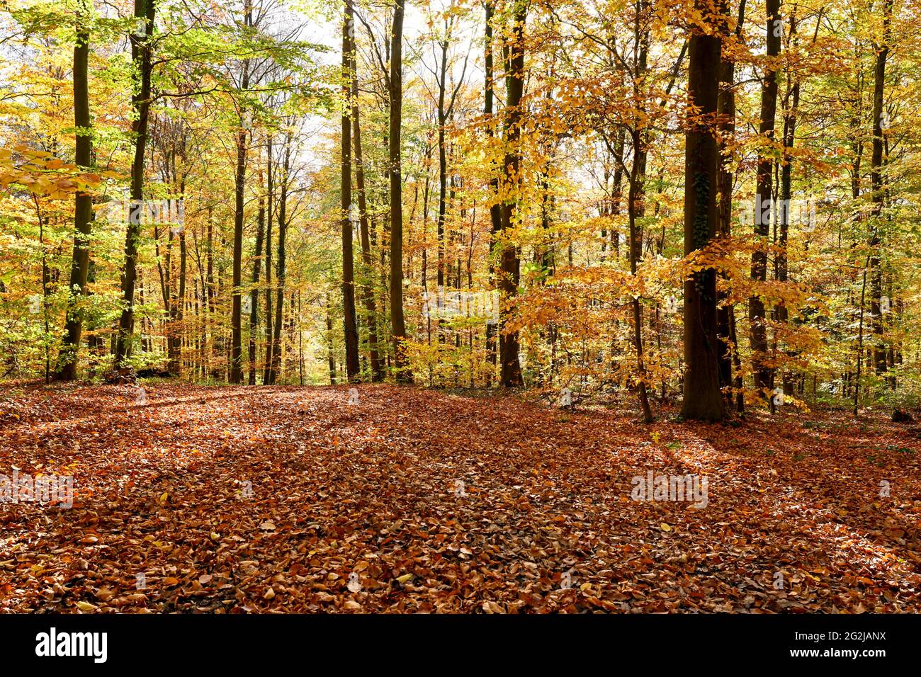 Golden October in the forest Stock Photo - Alamy