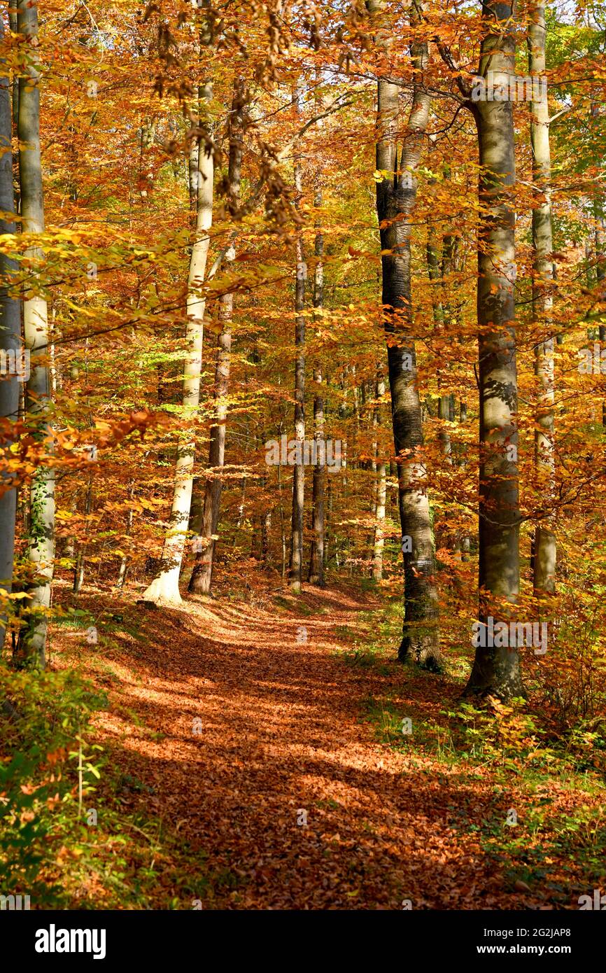 Forest path with autumn leaves Stock Photo - Alamy