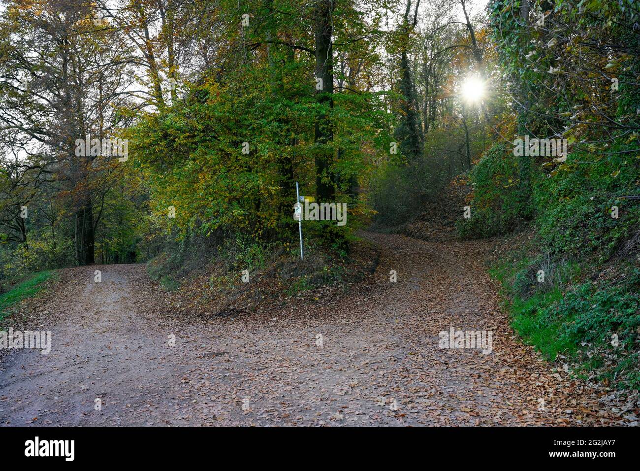 Autumn forest with a fork in the road Stock Photo - Alamy