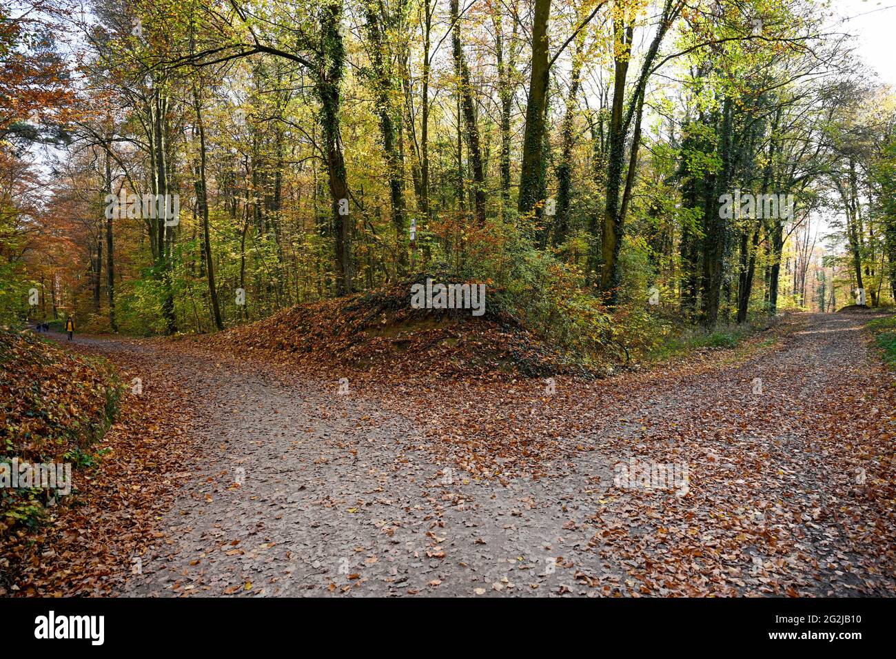 Autumn forest with a fork in the road Stock Photo - Alamy