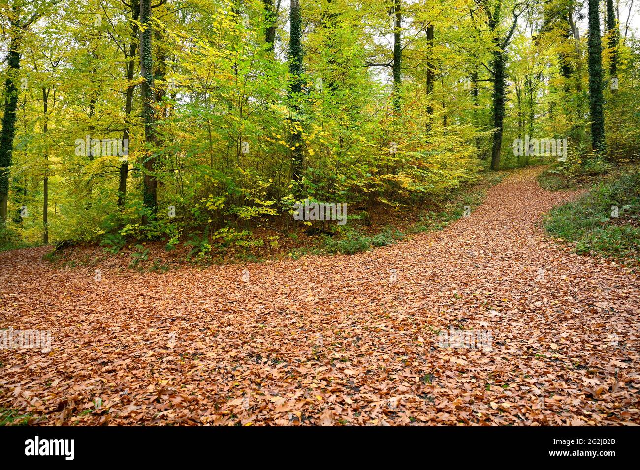 Fork paths in forest hi-res stock photography and images - Alamy