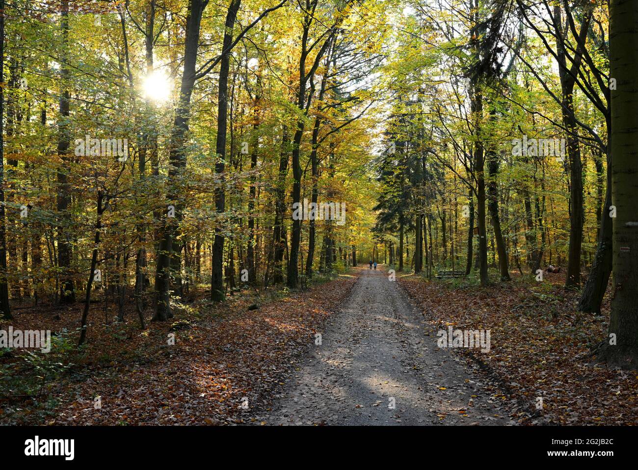 Path of autumn leaves hi-res stock photography and images - Alamy