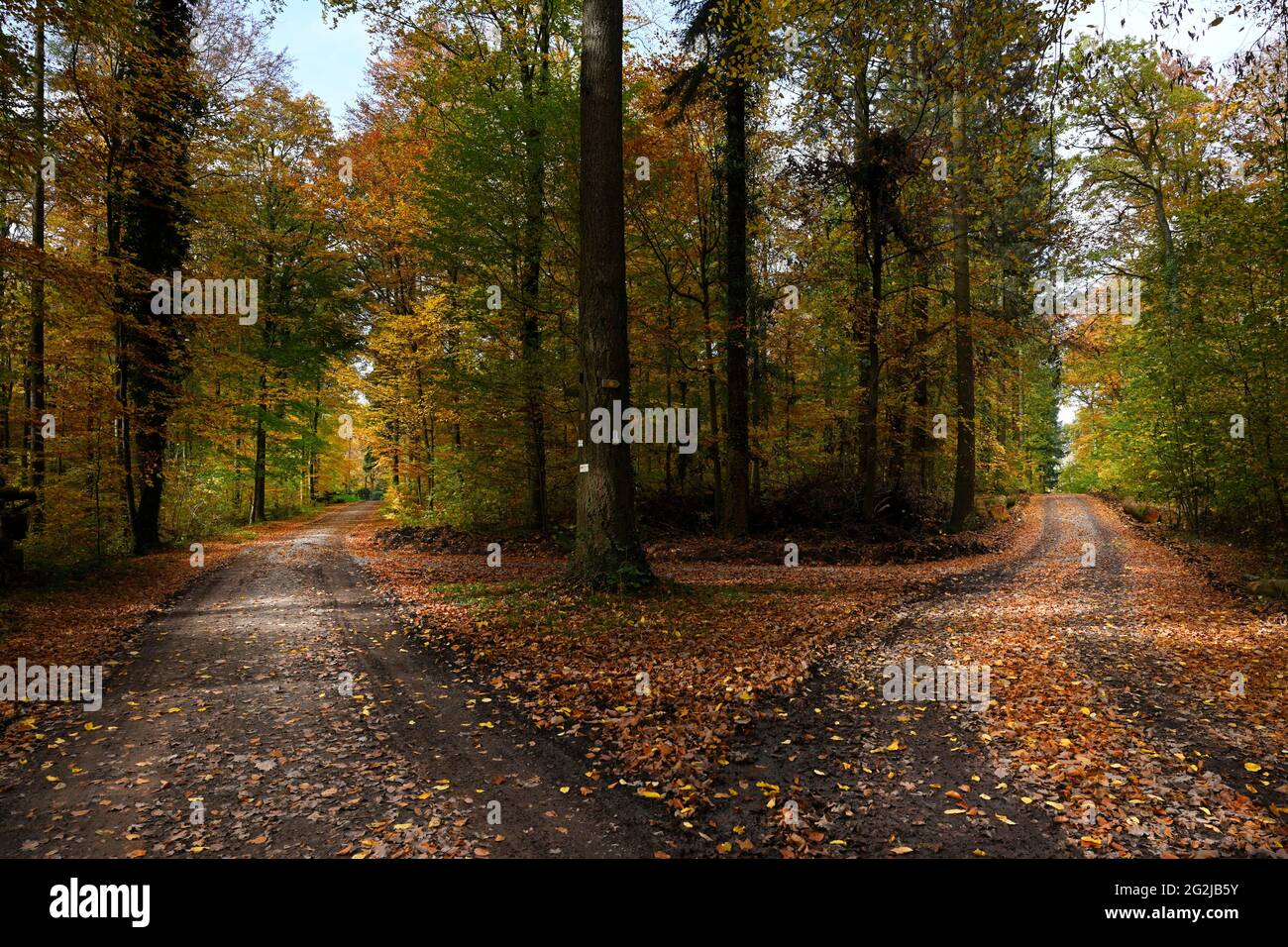Fork in the road, forest paths with autumn leaves Stock Photo - Alamy