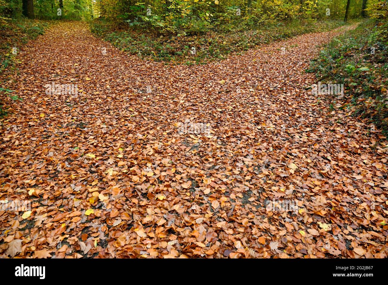 Fork in the road, forest paths with autumn leaves Stock Photo - Alamy
