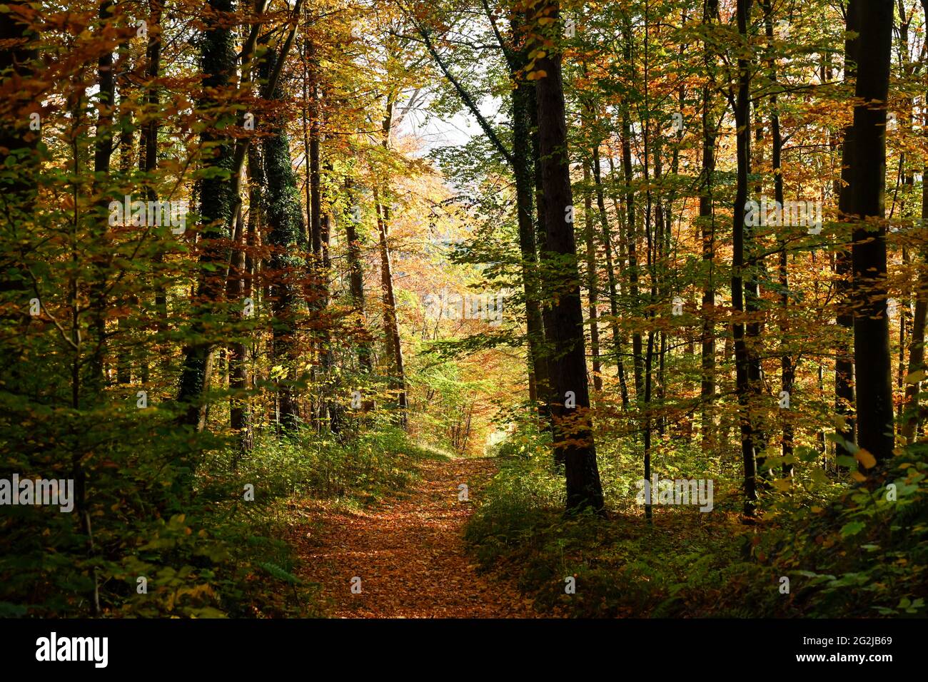 Forest path with autumn leaves Stock Photo - Alamy
