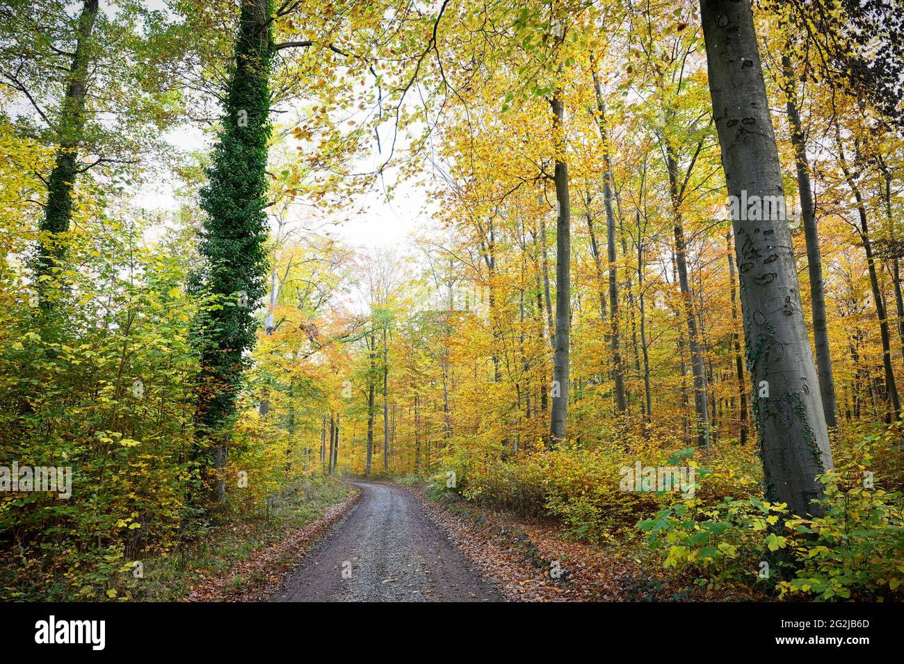 Fork in the road, forest paths with autumn leaves Stock Photo - Alamy