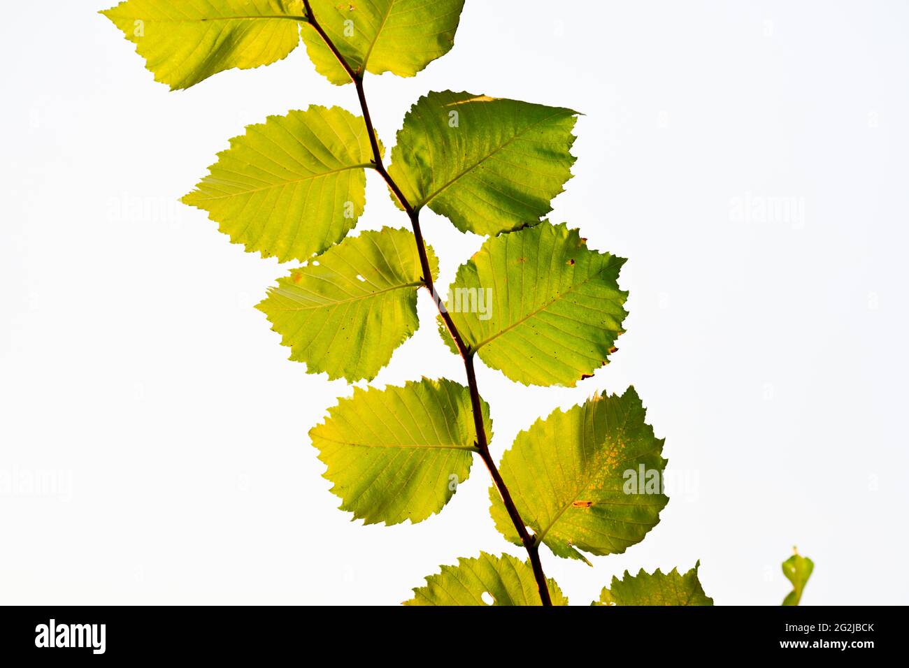 Corylus genus hi-res stock photography and images - Alamy