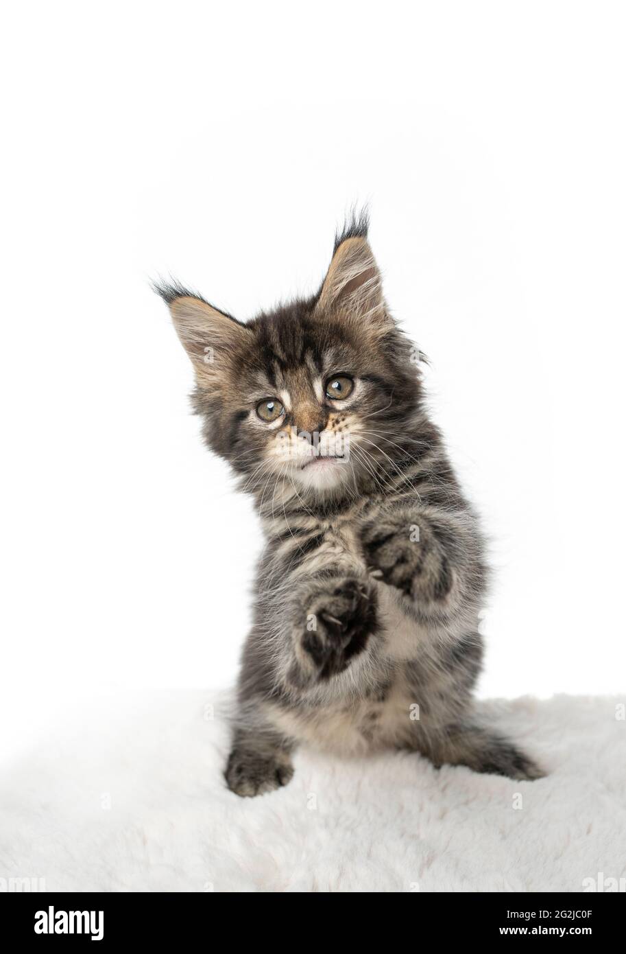 cute and funny black tabby maine coon kitten rearing up standing on ...