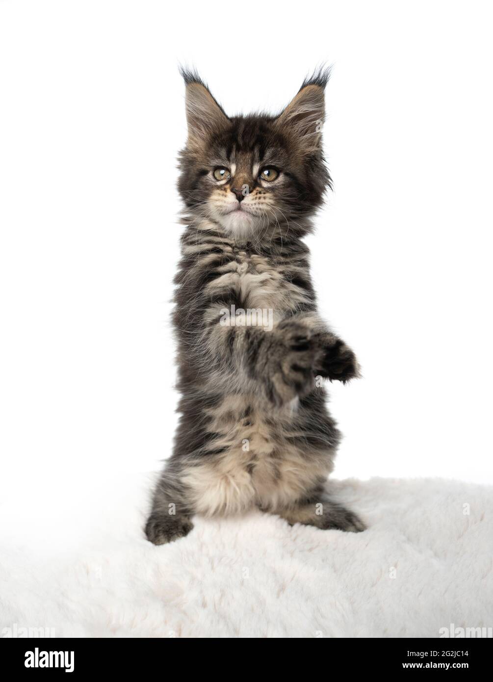cute and funny black tabby maine coon kitten rearing up standing on ...