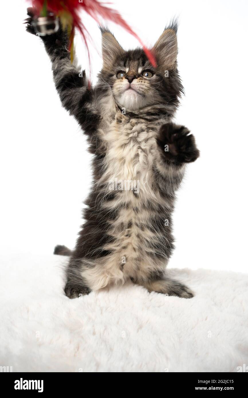 8 week old cute maine coon kitten rearing up playing with feather toy ...
