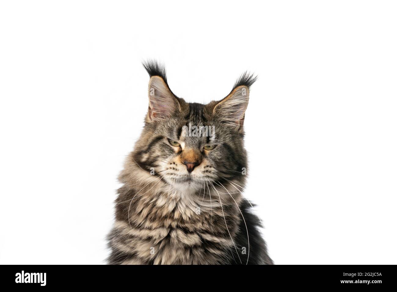 angry black tabby classic maine coon cat looking at camera on white ...