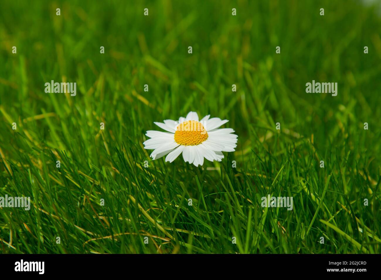 One flower on the green grass. A single daisy grew among the grass. One ...