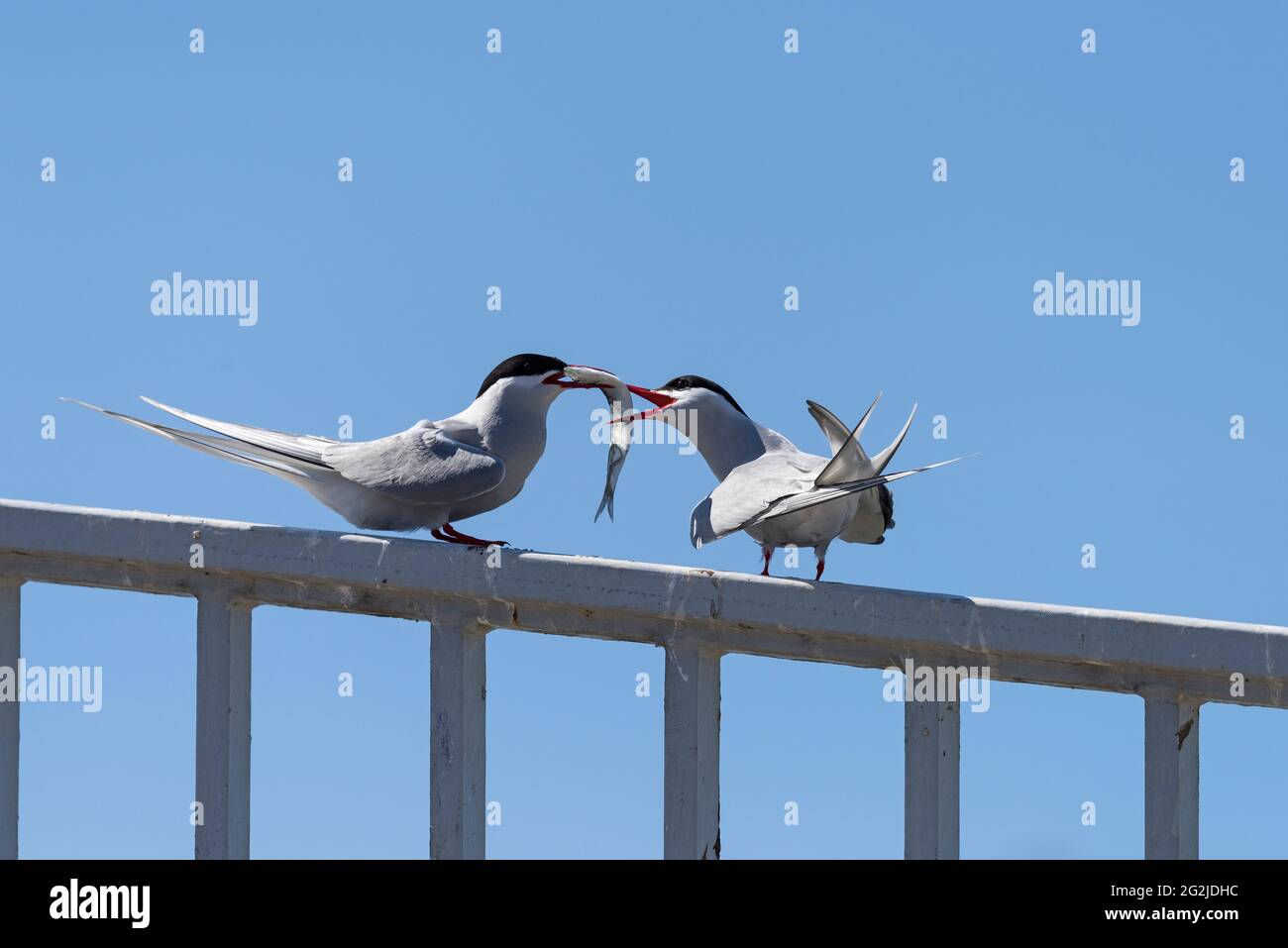 Handing over a fish hi-res stock photography and images - Alamy