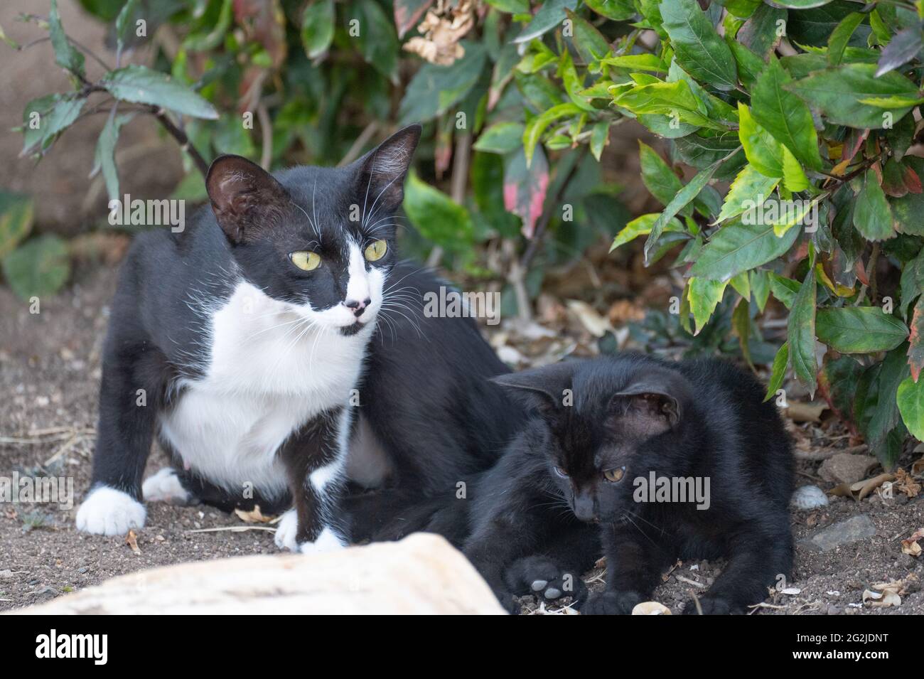 homeless mom cat with kitten. Homeless animals. Cat mom with her kitten ...