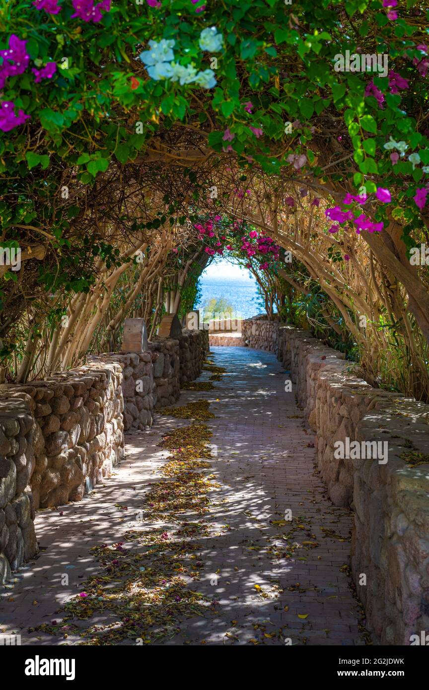 Arch alley in Summer garden. Beautiful footpath in the garden. Walk way ...