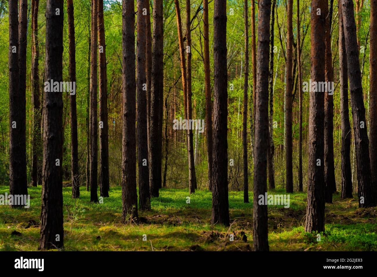 Pine forest in spring in Germany Stock Photo - Alamy