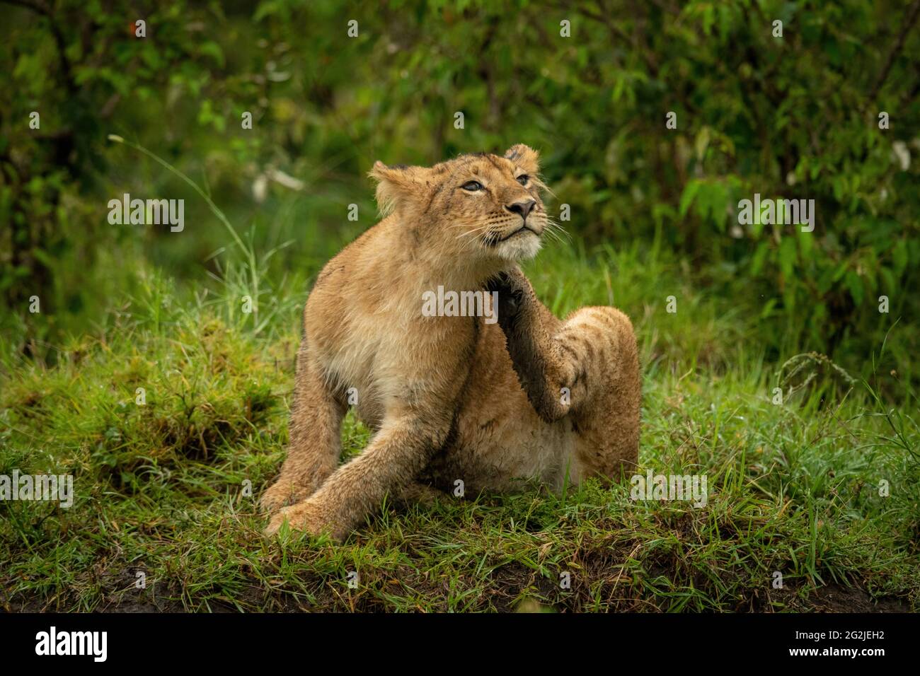 Lion cub sits on grass scratching neck Stock Photo - Alamy