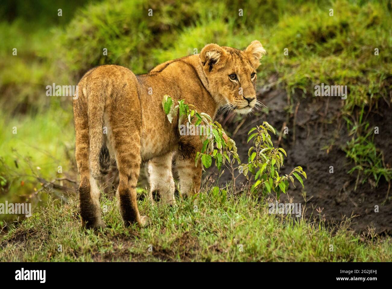 Lion cub stands by bush staring right Stock Photo - Alamy