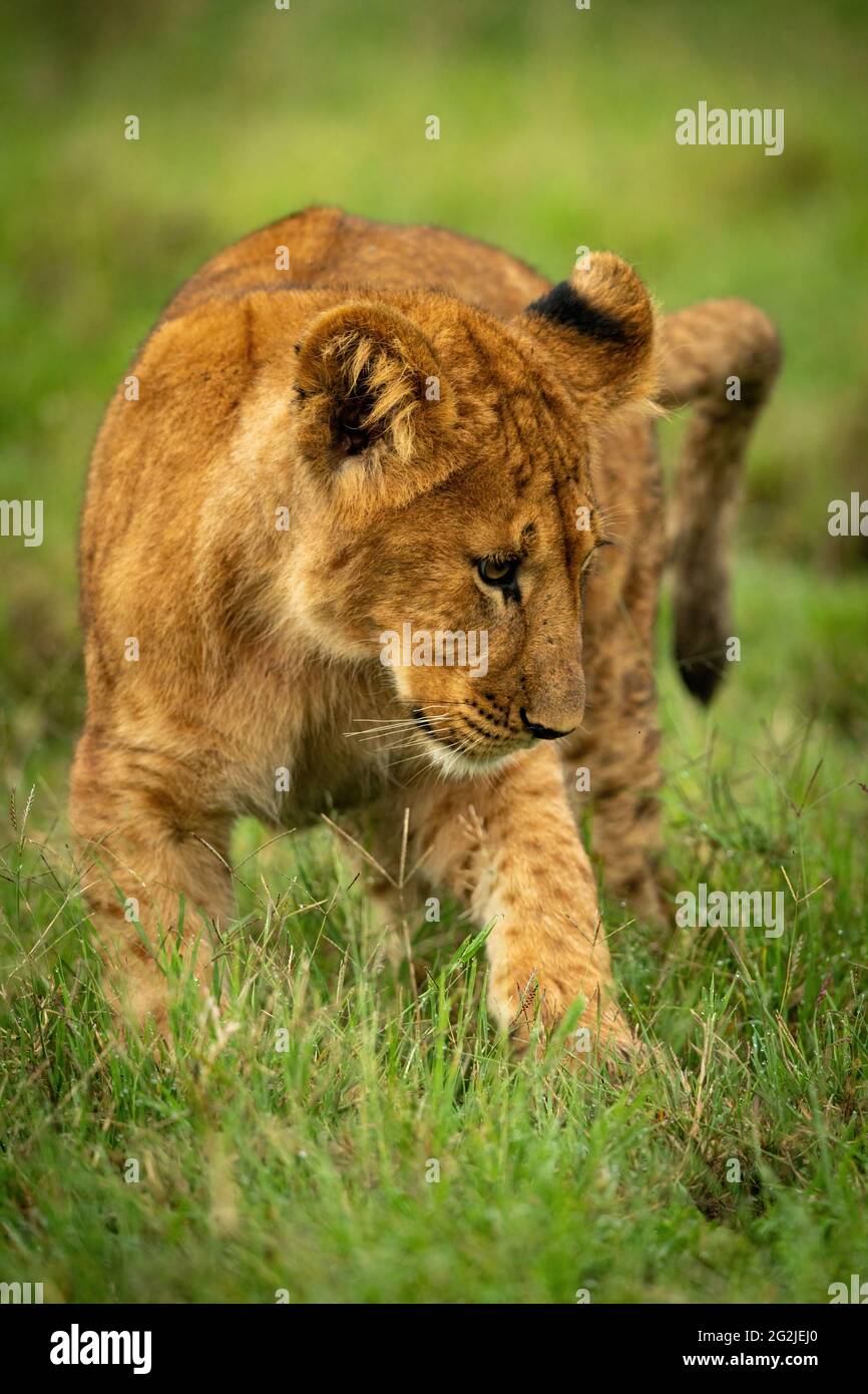 Lion cub stands in grass looking down Stock Photo - Alamy