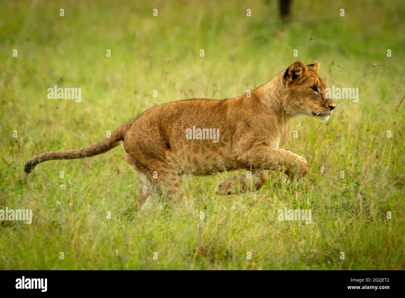 Lion cub runs through grass lifting forepaws Stock Photo - Alamy