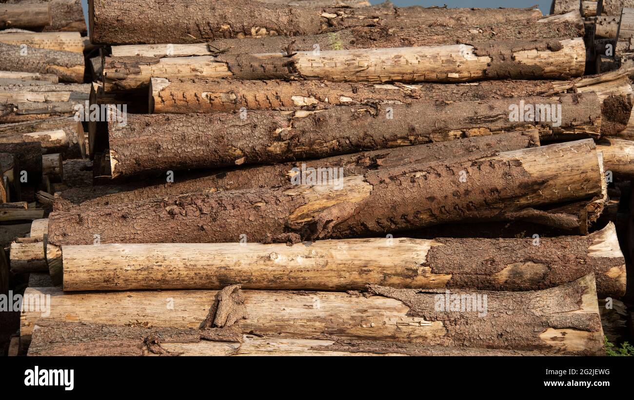 Wood storage, tree trunks Stock Photo - Alamy