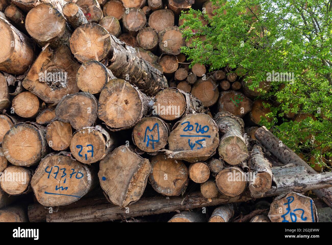 Wood storage, tree trunks Stock Photo - Alamy