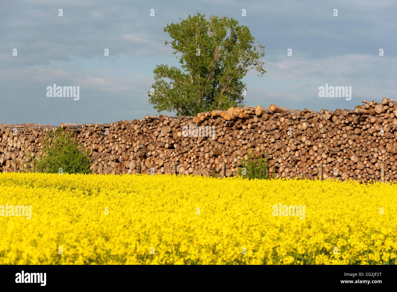 Wood storage, tree trunks Stock Photo - Alamy