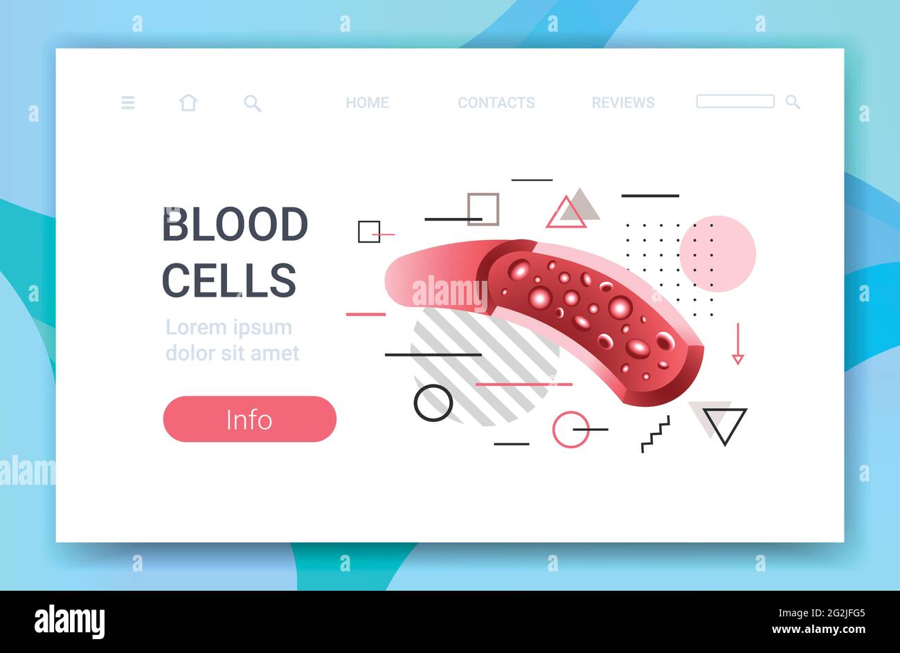 blood cells flowing through vein red artery human circulatory system ...