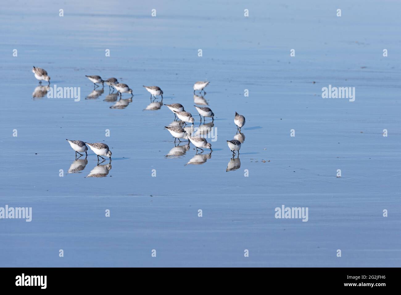 Crozon france food hi-res stock photography and images - Alamy