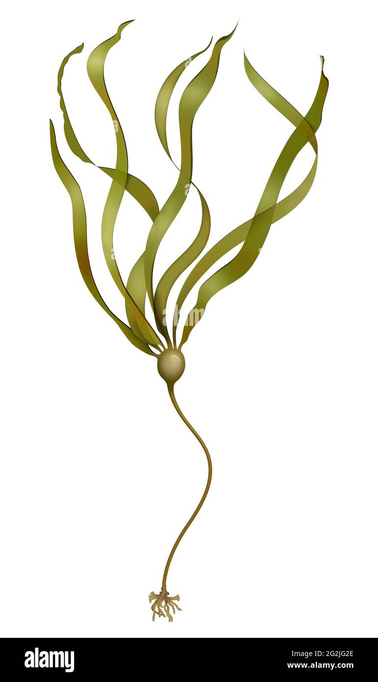 Bullwhip kelp Cut Out Stock Images & Pictures - Alamy