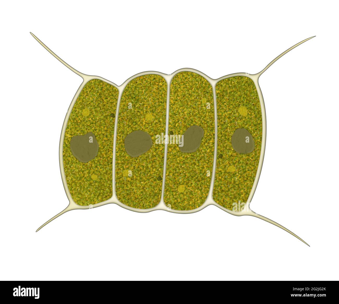 Scenedesmus Under Microscope
