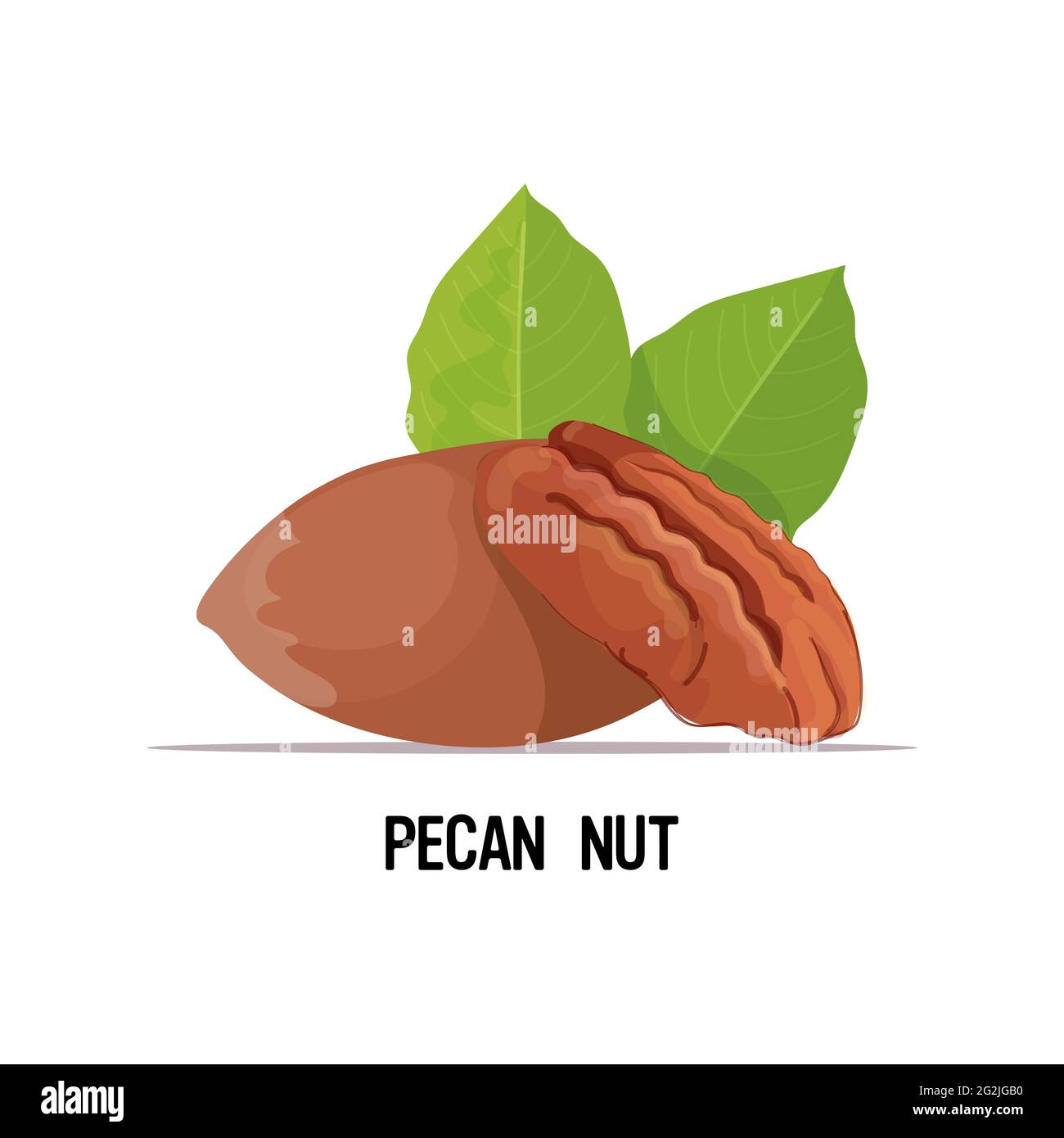 Pecan nut shell open Stock Vector Images - Alamy