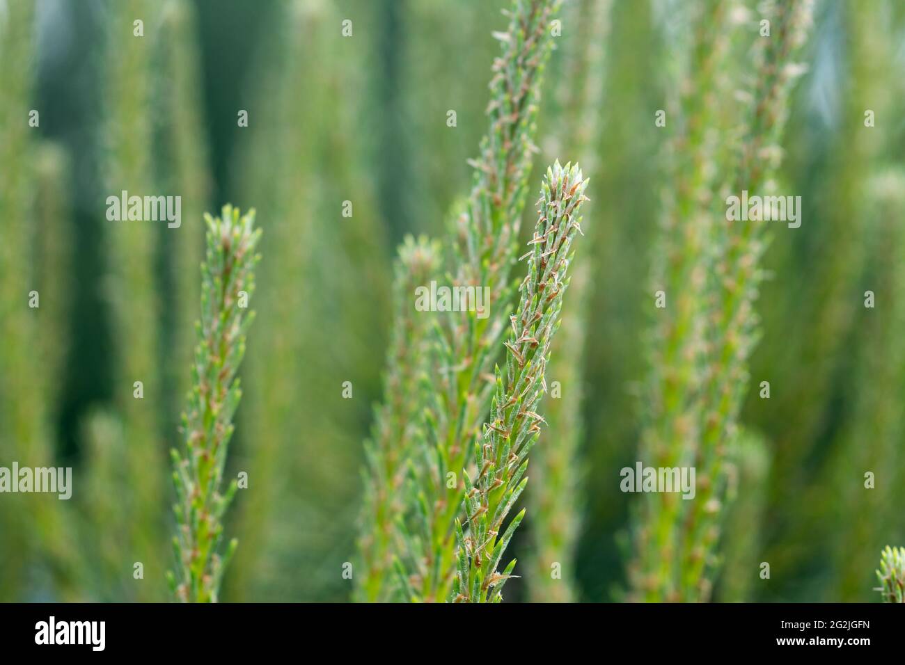 New pine shoots hi-res stock photography and images - Alamy