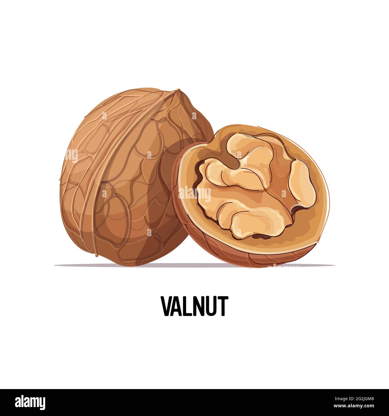 whole and half walnut isolated on white background healthy vegetarian ...