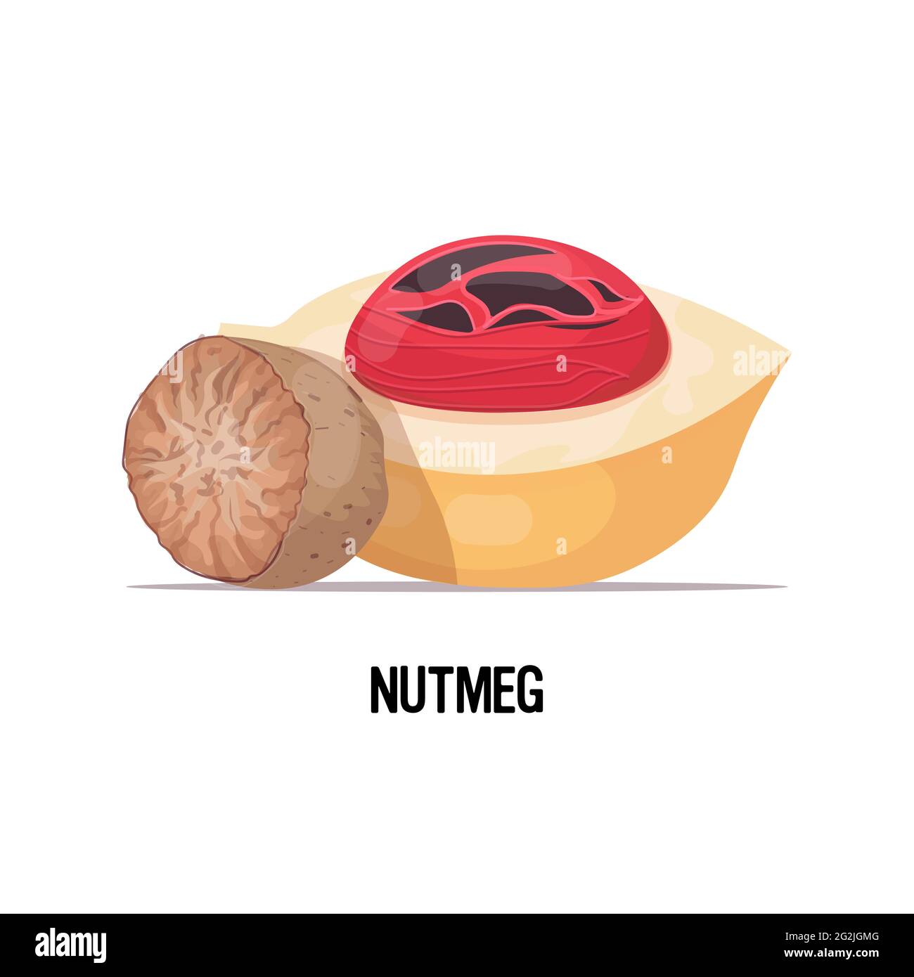 Nutmeg shell Stock Vector Images - Alamy