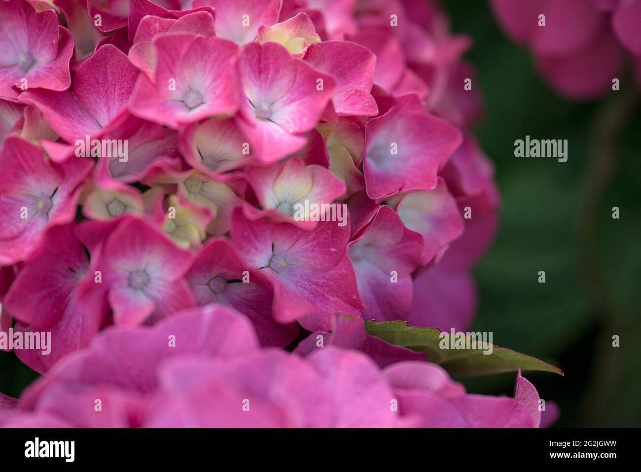 Hydrangea flower, Brittany, France Stock Photo - Alamy
